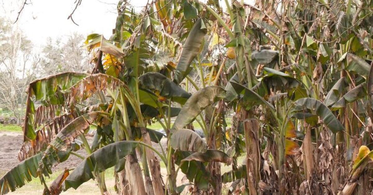North Florida growers work to recover after cold snap destroys crops | WUSF