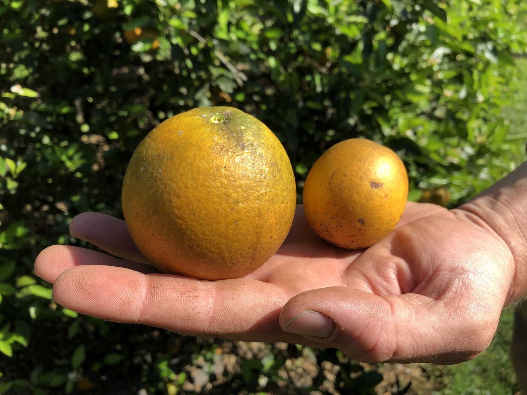 Less land for Florida's citrus growers contributes to a struggling ...