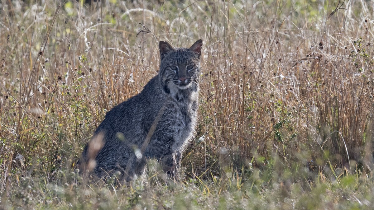 black bobcat
