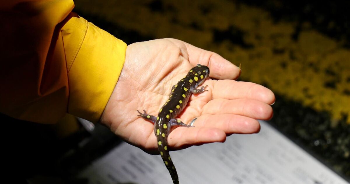 Meet the humans trying to help amphibians survive new threats to their ...