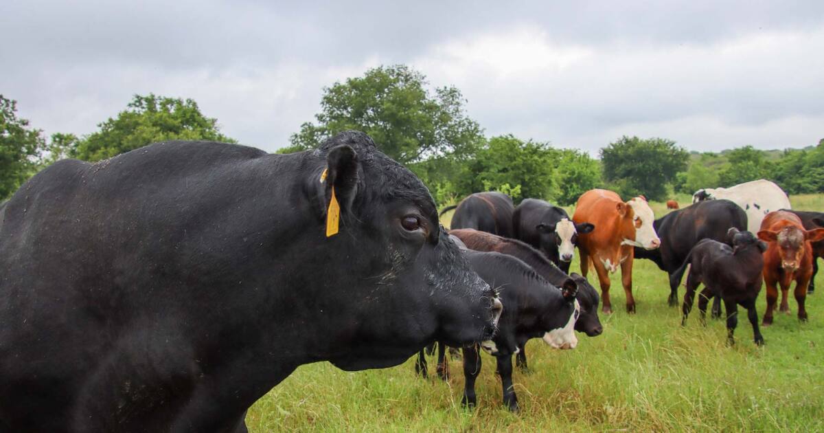 Livestock officials detect brucellosis in Beaverhead County bull ...