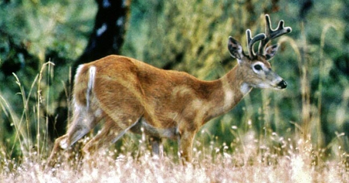 Northwest Deer Dying Of Drought-Related Viral Disease | Jefferson ...