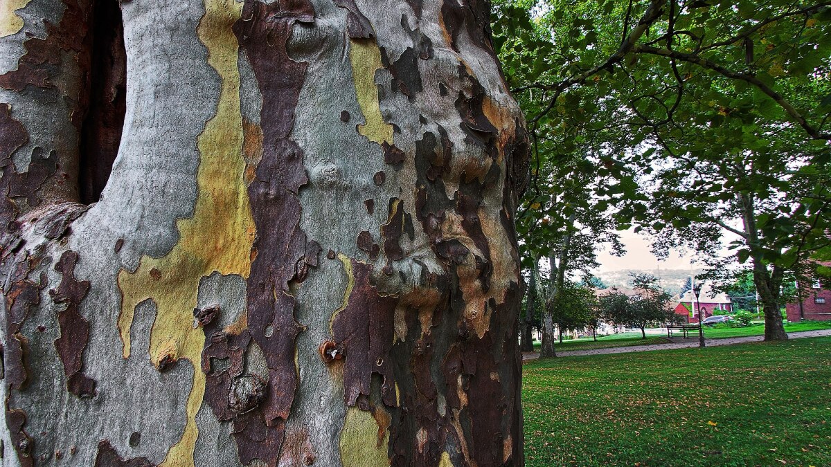sycamore tree bark problems