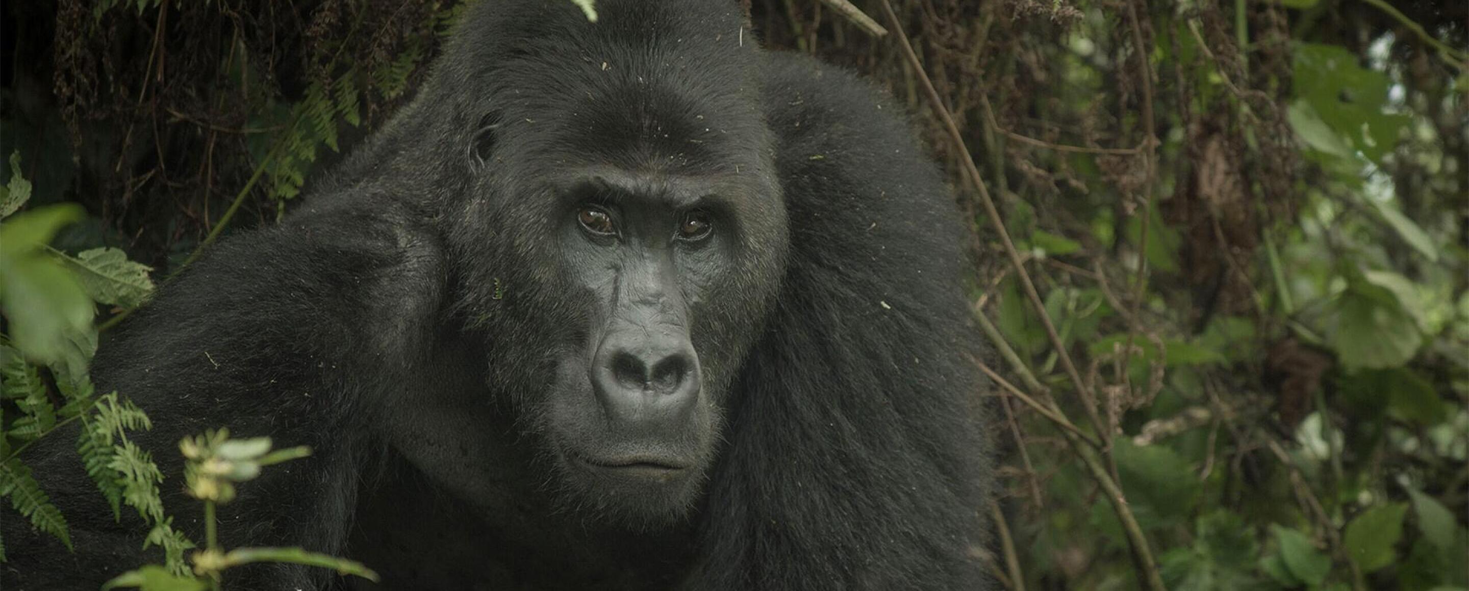 The Dangers of Saving Gorillas | Connecticut Public