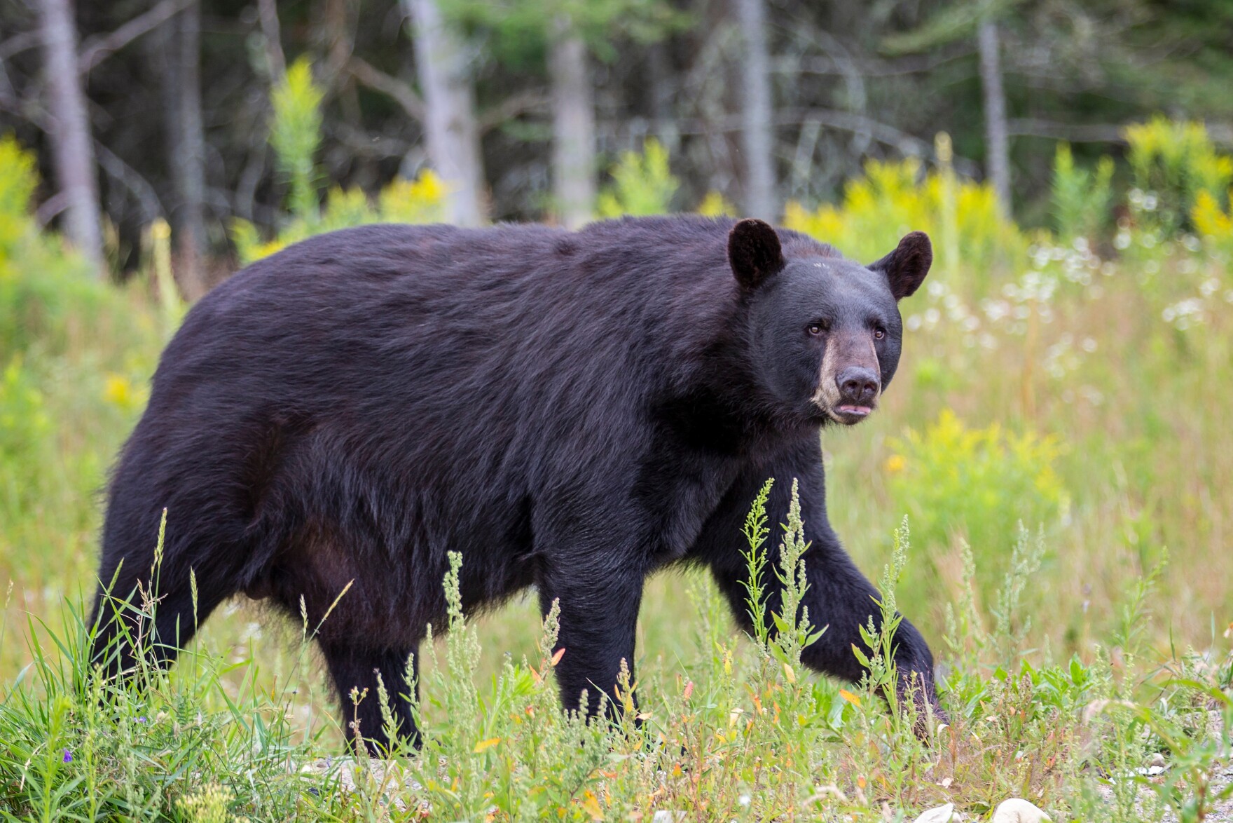 DNR says Michigan's black bear population is growing