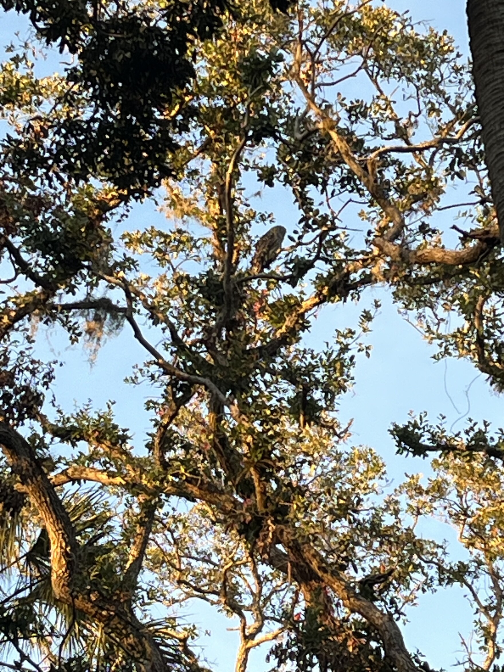 The pandemic pushed kids outdoors. Now they've taken to birdwatching | WUSF