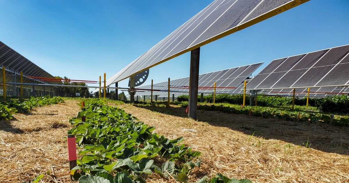 ISU researchers say harvesting crops and solar energy don't have to be ...