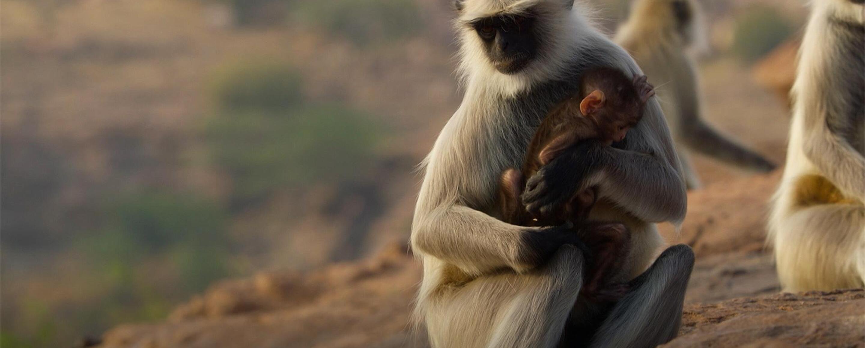 This Pregnant Monkey Is Not Ready (Yet)