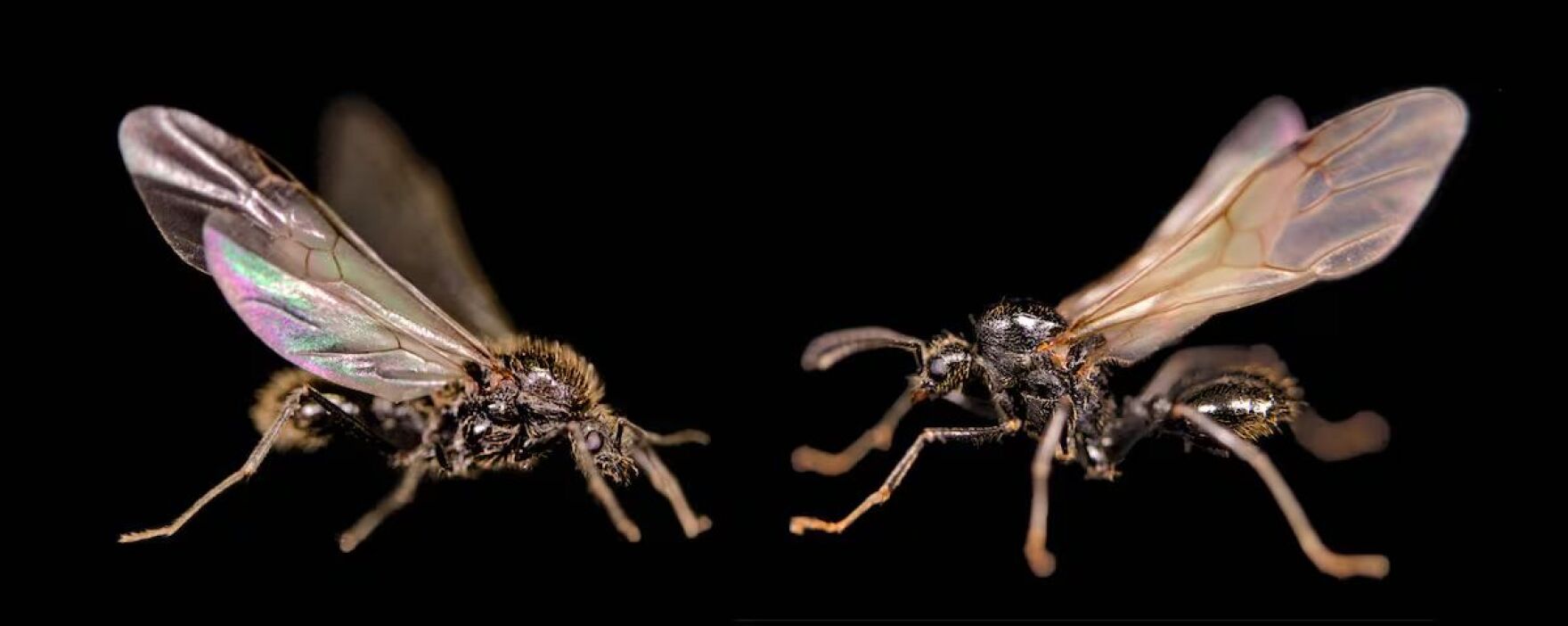 Ant queens have sons of 2 species | KRWG Public Media