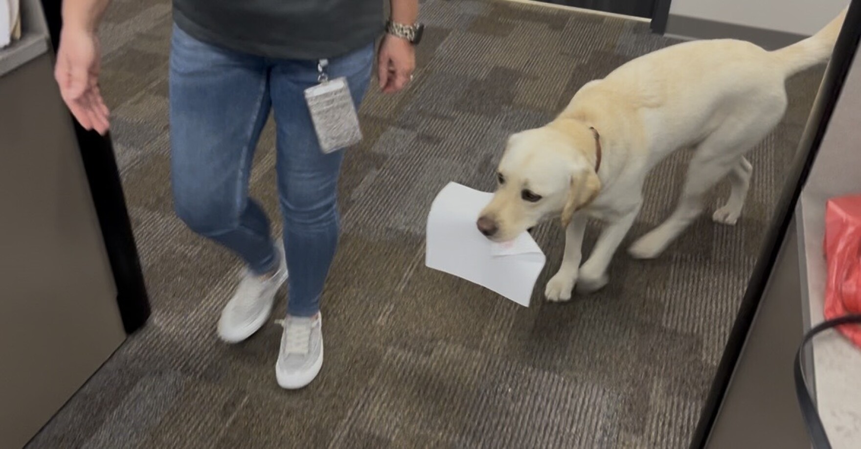 Meet Archie, Summit County's new 911 dispatch dog | Ideastream Public Media