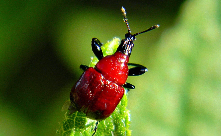 leaf rolling weevil uk