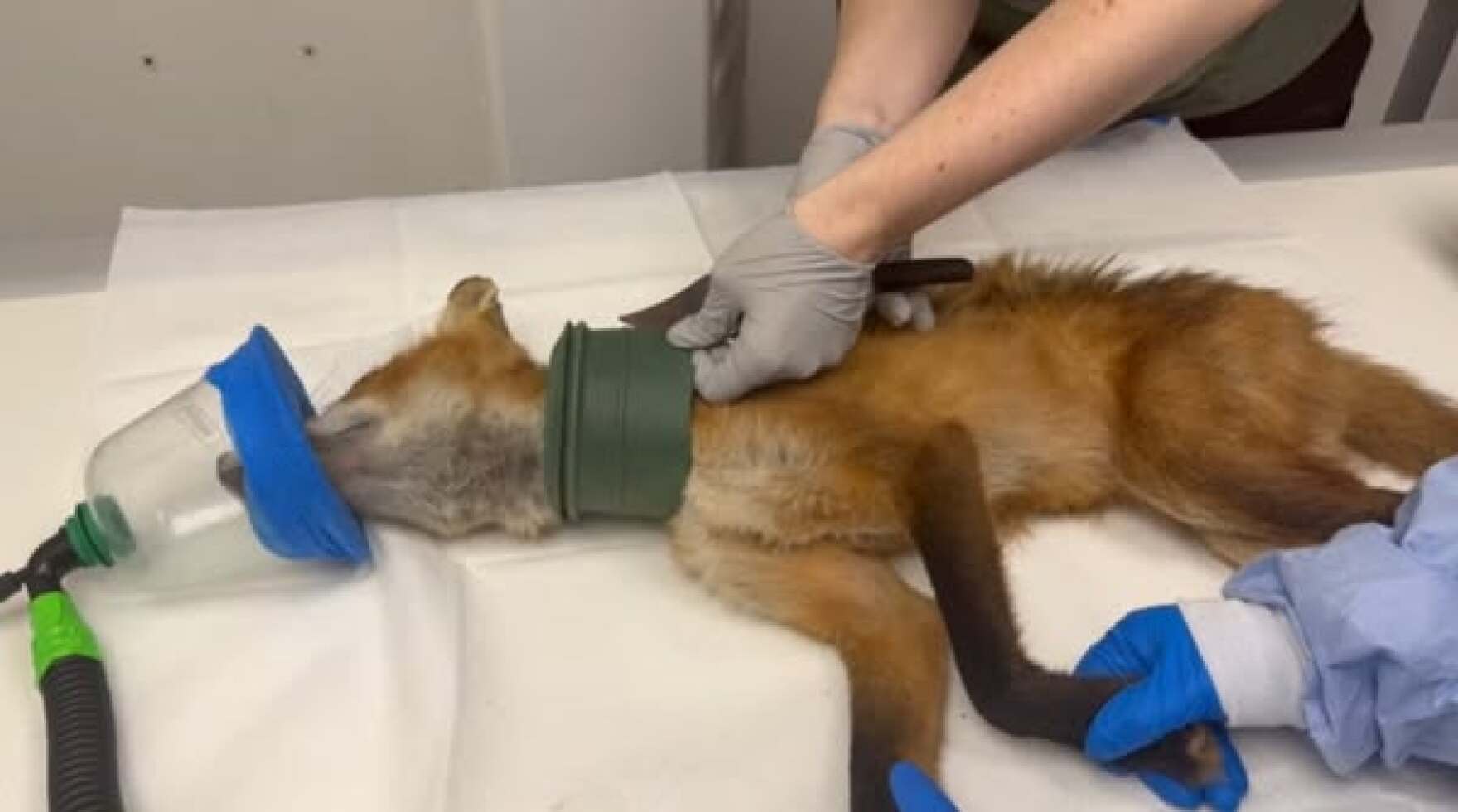 Bokep jlbab it may be weird, but the best part for me was