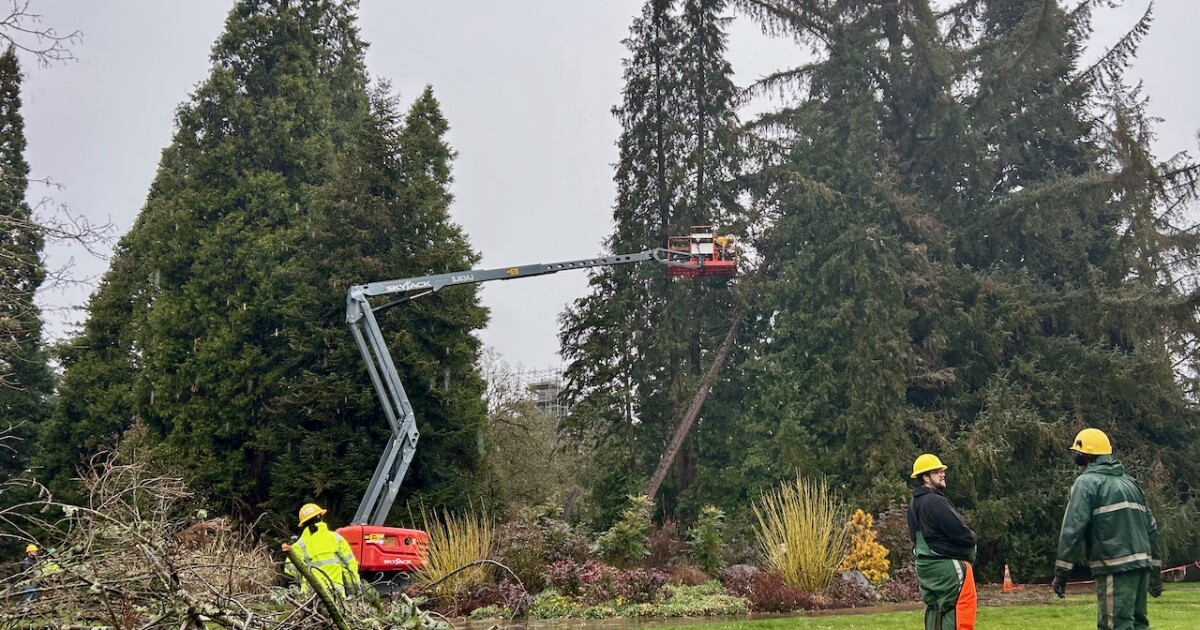 Gusty winds and heavy rains cause power outages and downed trees ...