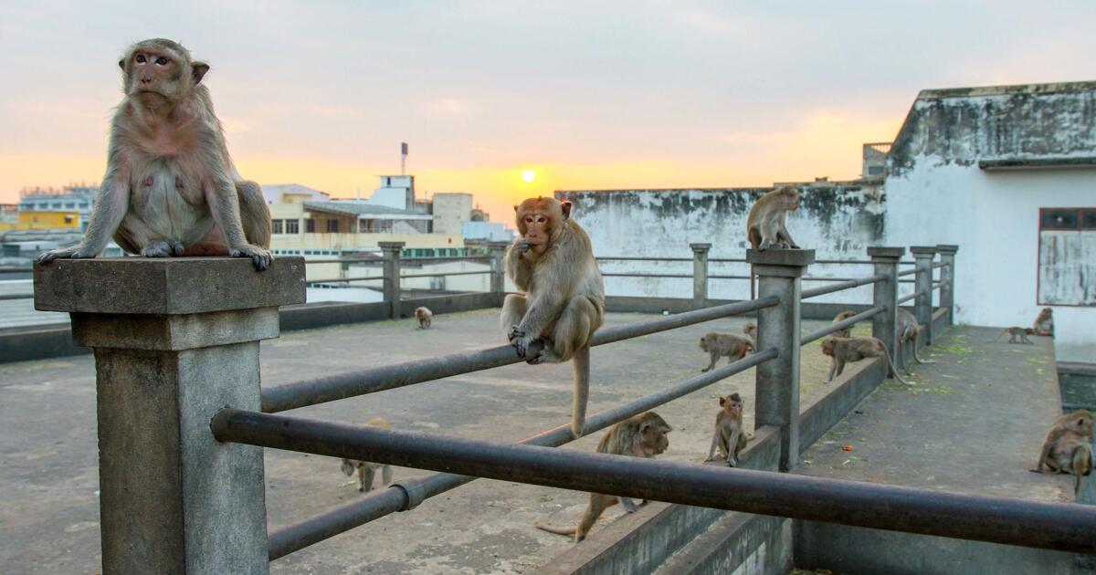 Macaques in Thailand Raid a Moving Car for Food