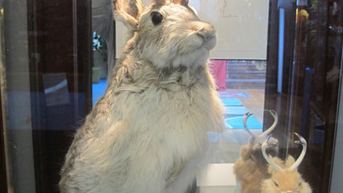 do jackalopes really exist