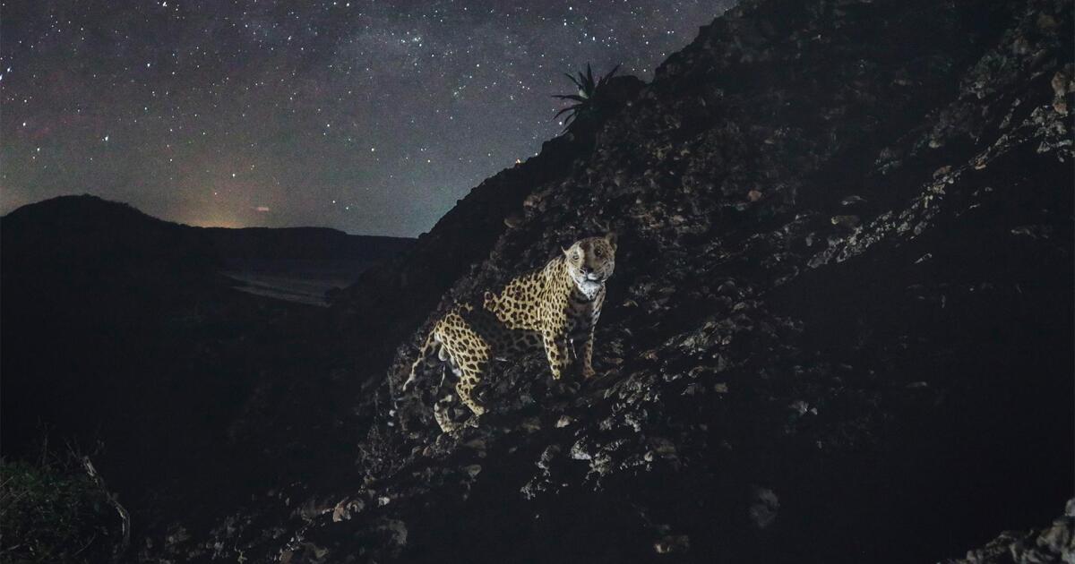 A Jaguar Love Triangle Caught on Camera