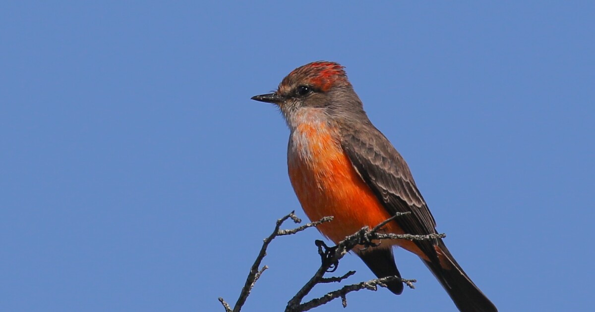 red breasted flycatcher