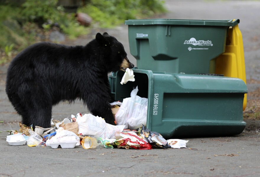 bear in bin