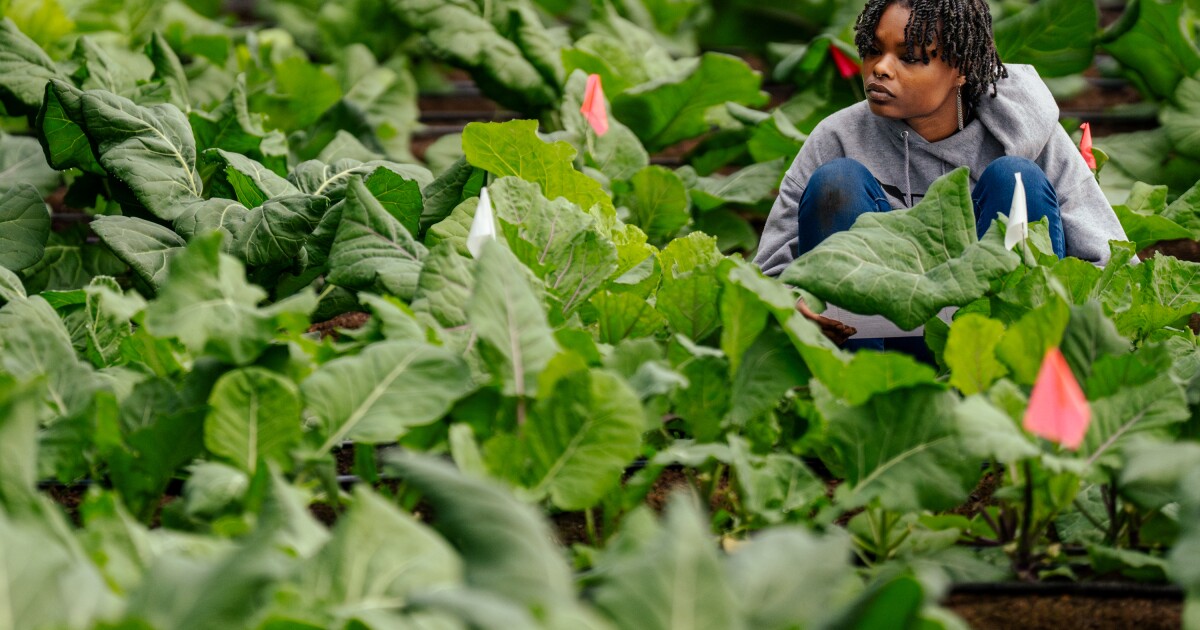 Collard enthusiasts are using science and preservation to lift up rare ...