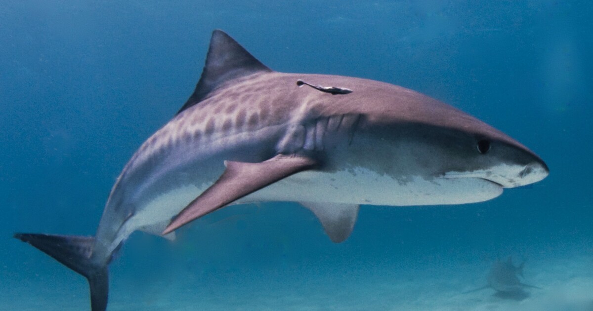 smith point shark attack