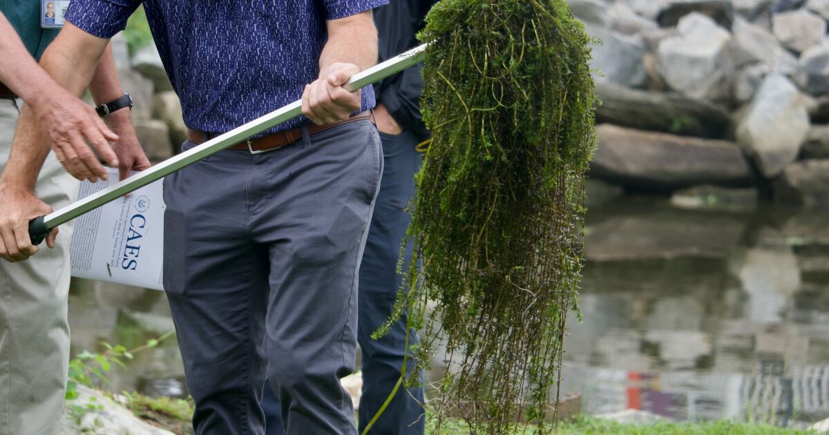 CT legislators want to slow the spread of invasive water plants