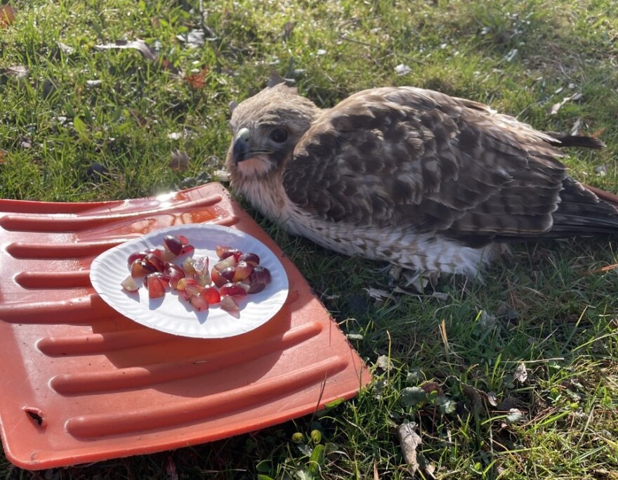 hawk diet