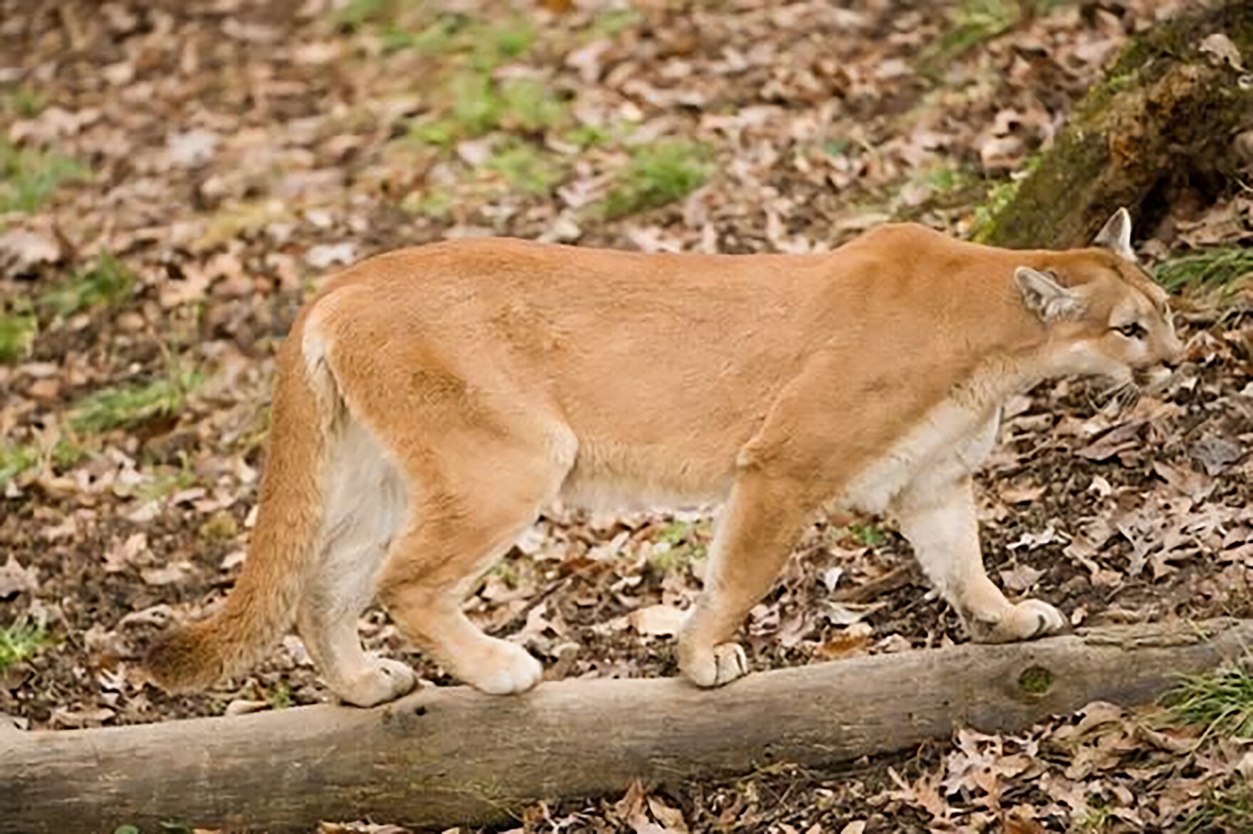 Have you seen a mountain lion in Missouri? Here's why sightings are up ...