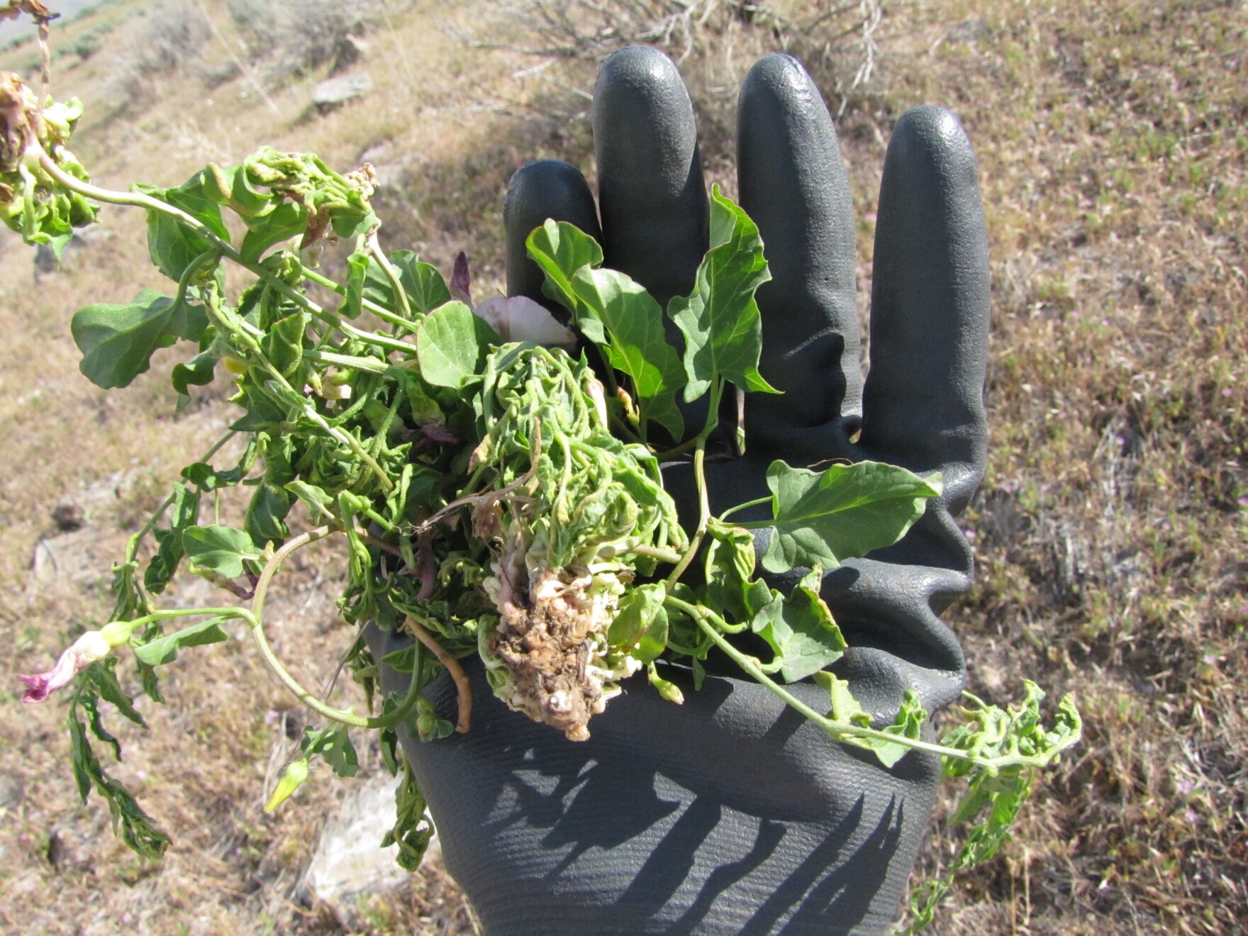 This insect could help you manage morning glory | Utah Public Radio