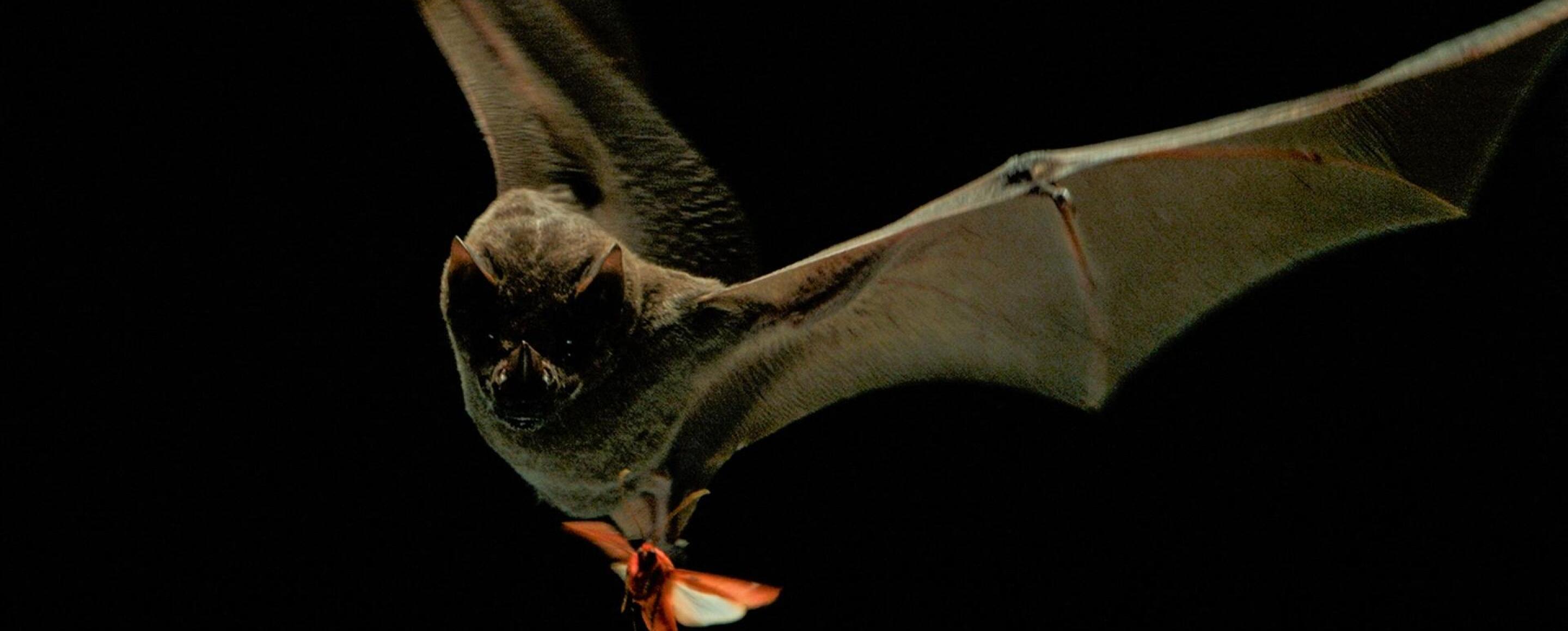 The Evolutionary Race Between Moths and Bats | Connecticut Public
