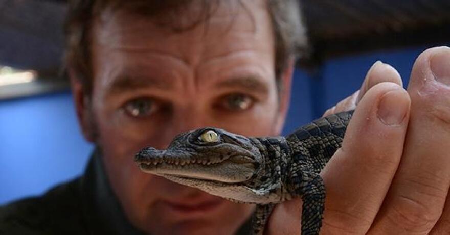 do crocodiles like humans