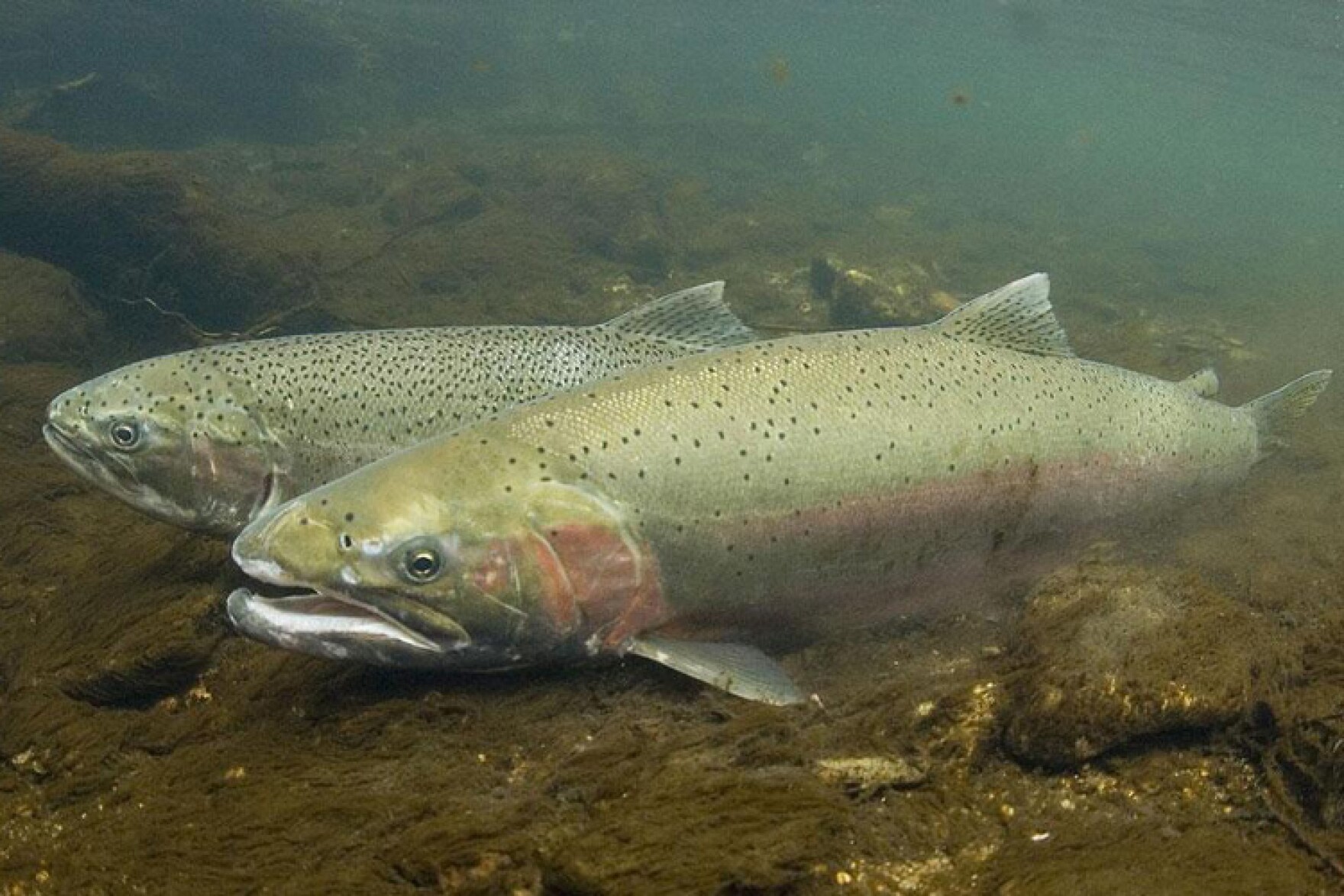 Court rejects SLO County's effort to delay help for steelhead trout