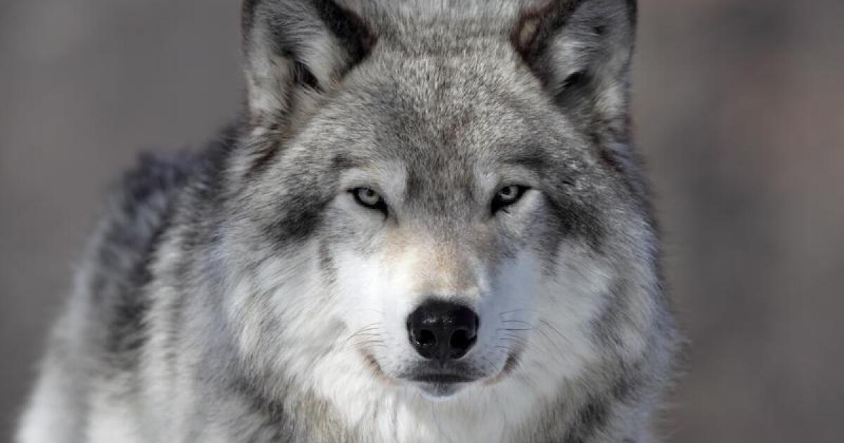 real wolf face