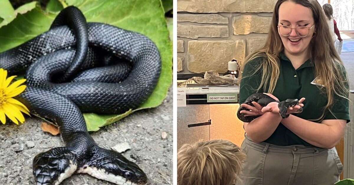 two side headed snake