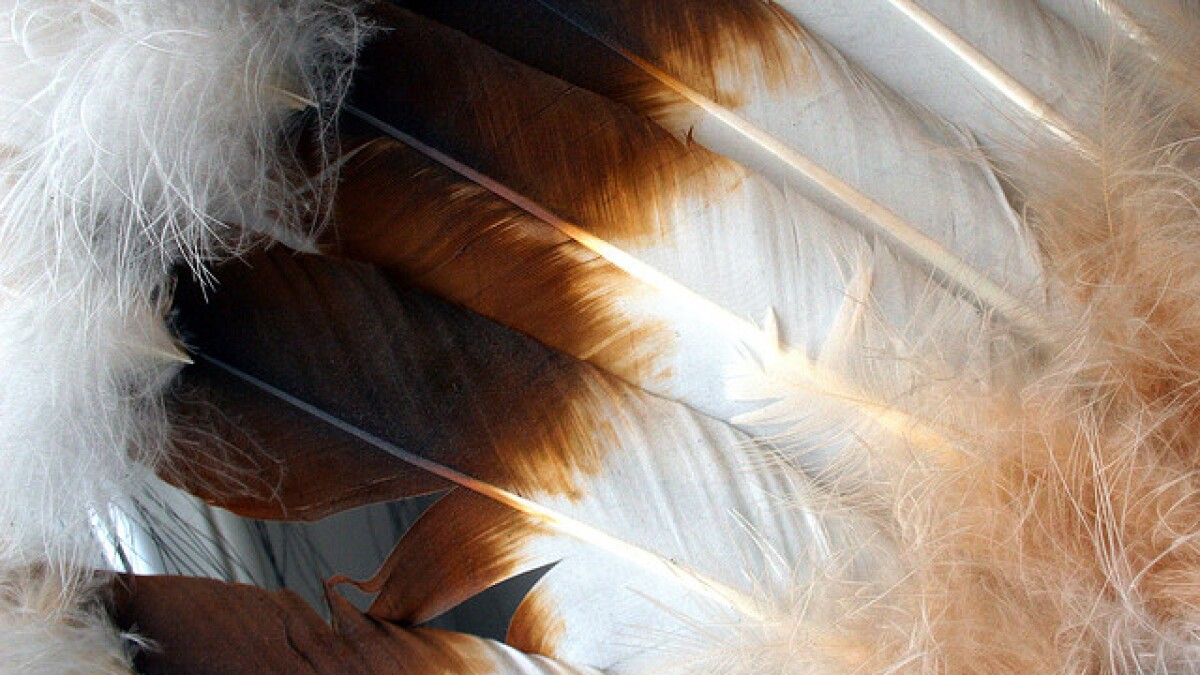 real eagle feathers