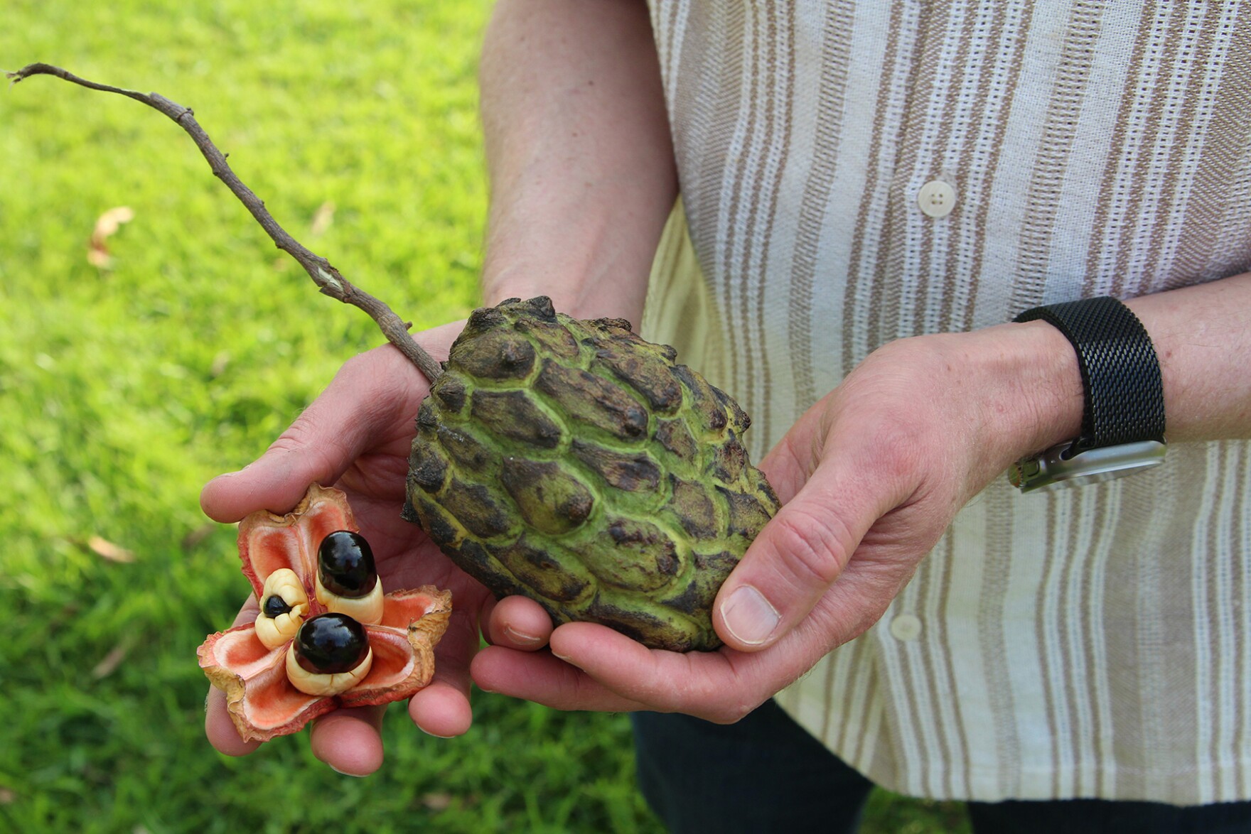 The hidden rare fruits growing in South Florida's backyards | WLRN