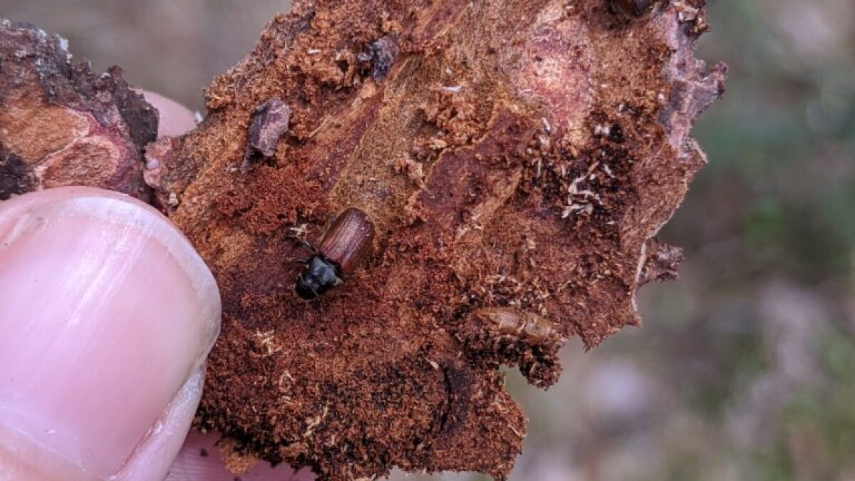 spruce beetle bite mark