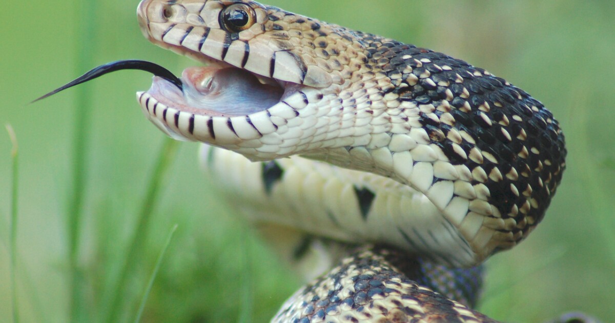 bull eater snake