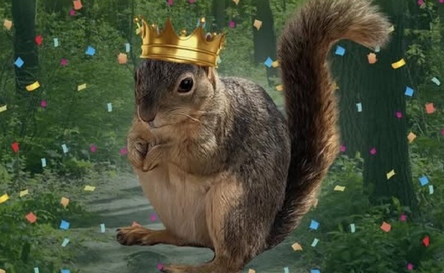squirrel world cup