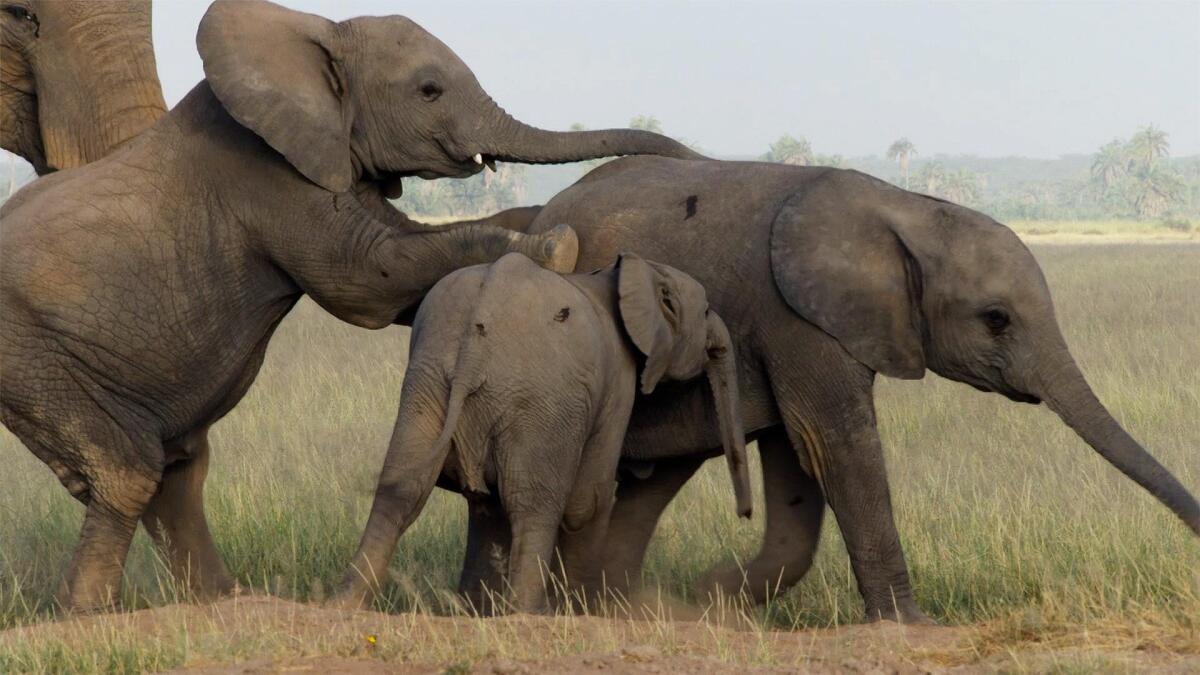 how elephant mate
