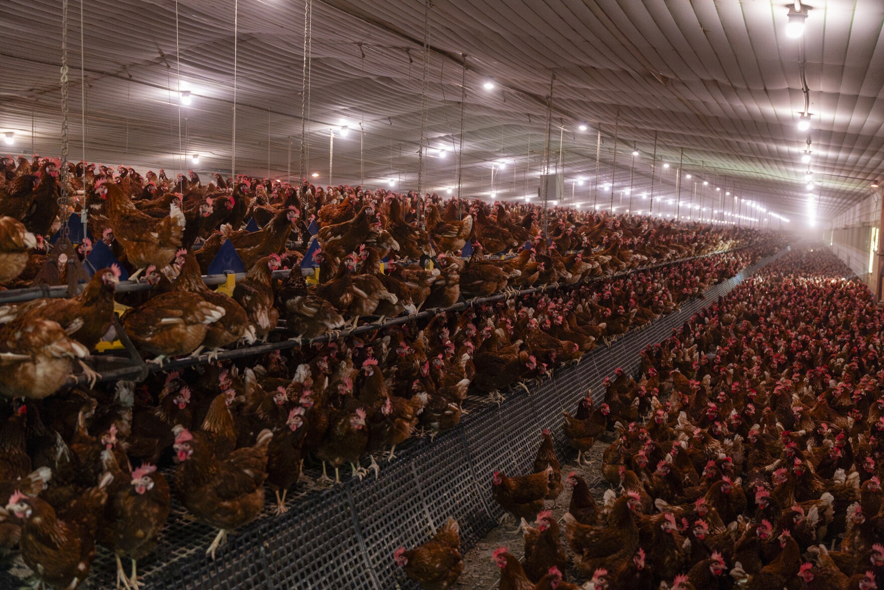 Biosecurity is key to protecting poultry flocks from avian flu, experts say