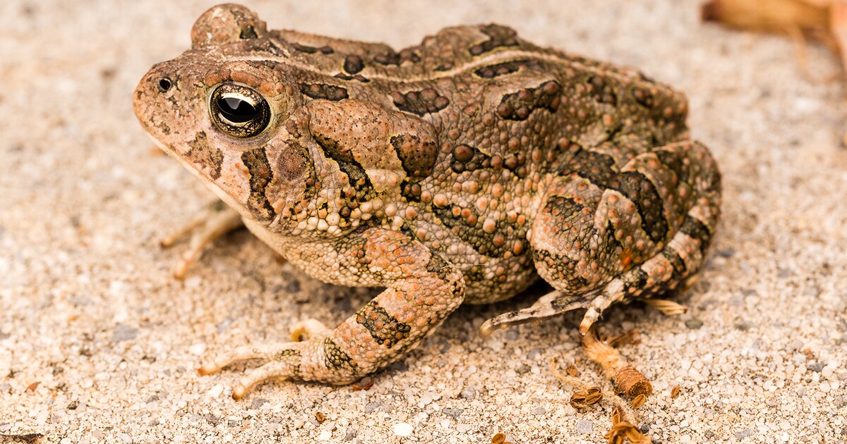 bohemian toad