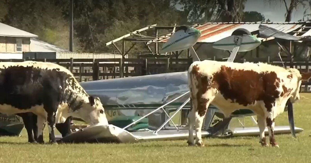 Plane Goes Down In Clay County Cow Pasture Pilot Unhurt Wjct News 89 9