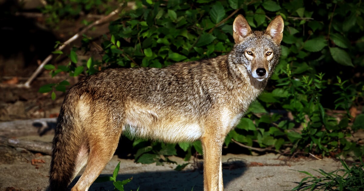 It's coyote mating season in New England. What that means for pet ...