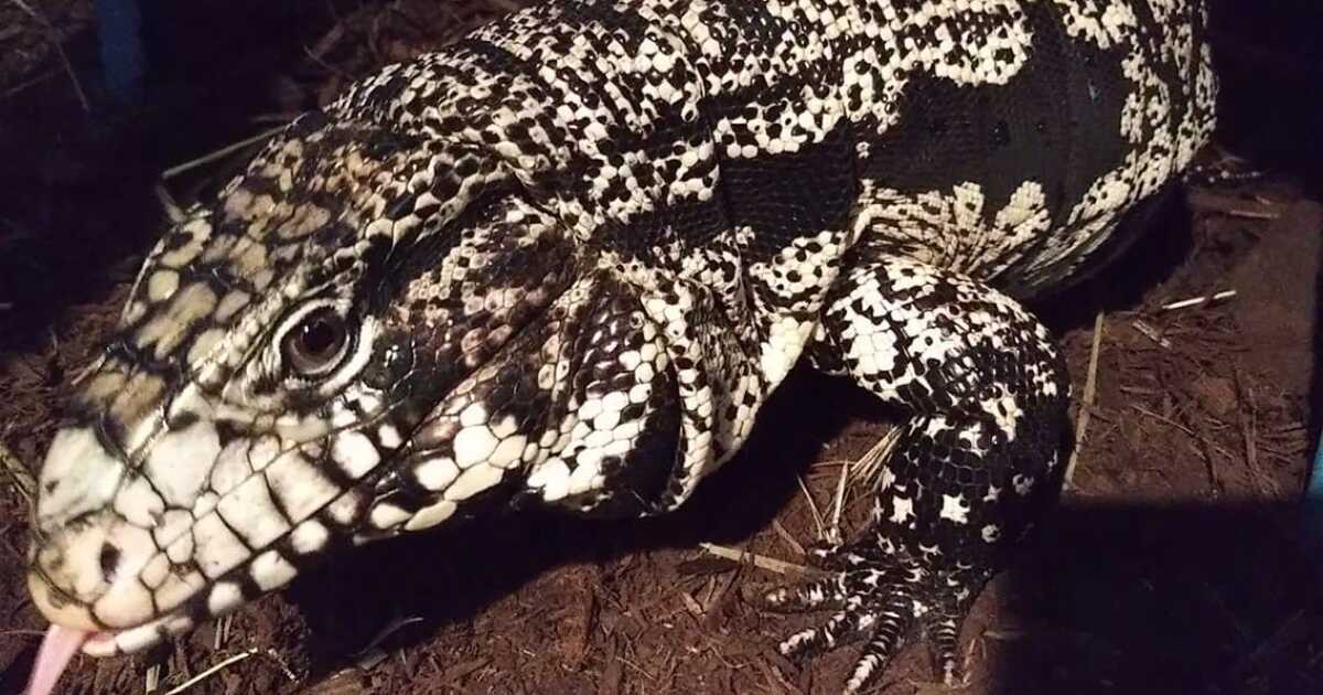 These giant lizards have a reptile superpower that may help them thrive ...