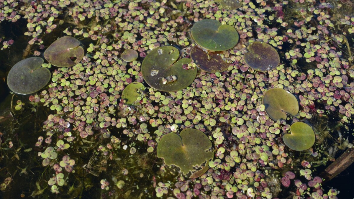 frogbit pond