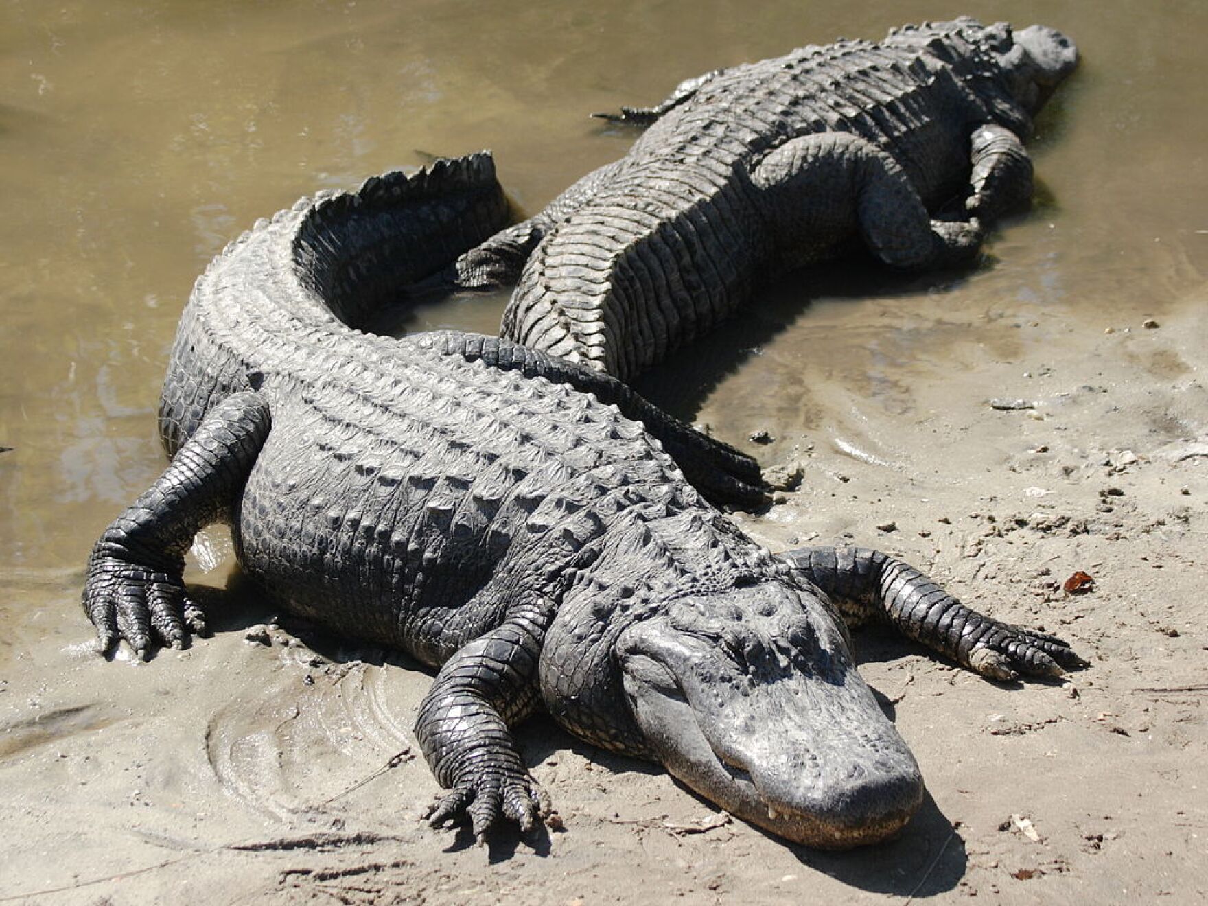 Shark-eating Alligators in the Gulf | WGCU PBS & NPR for Southwest Florida