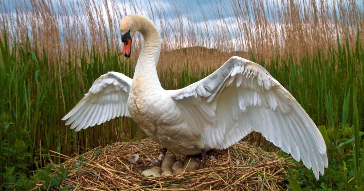 The Egg: Life’s Perfect Invention