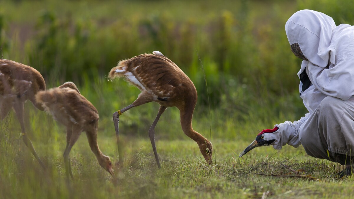 whooping crane hotline
