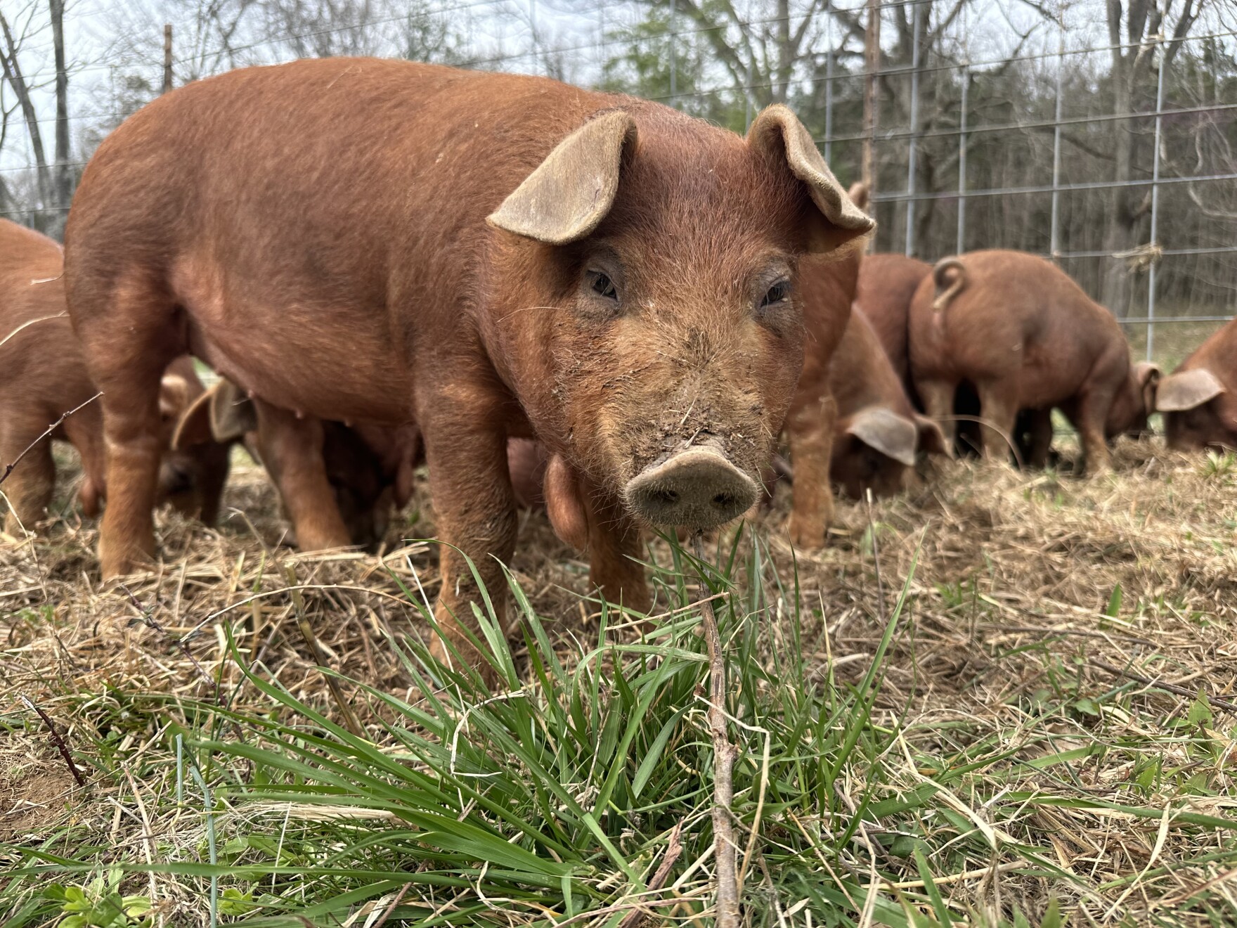Grief, joy and bacon: Warren County man shares regenerative farming ...