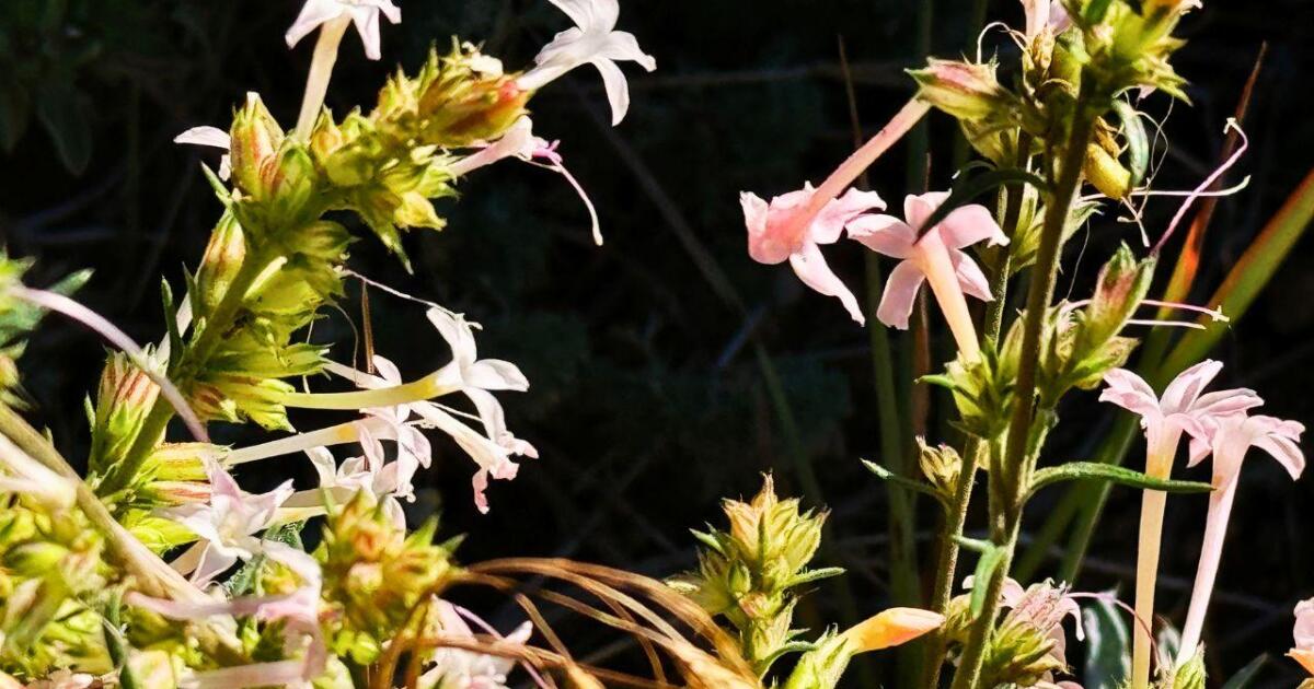 A late-season bloom of September mountain wildflowers | KSJD